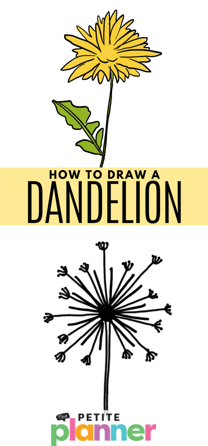 How to Draw a Dandelion - Step By Step Directions!